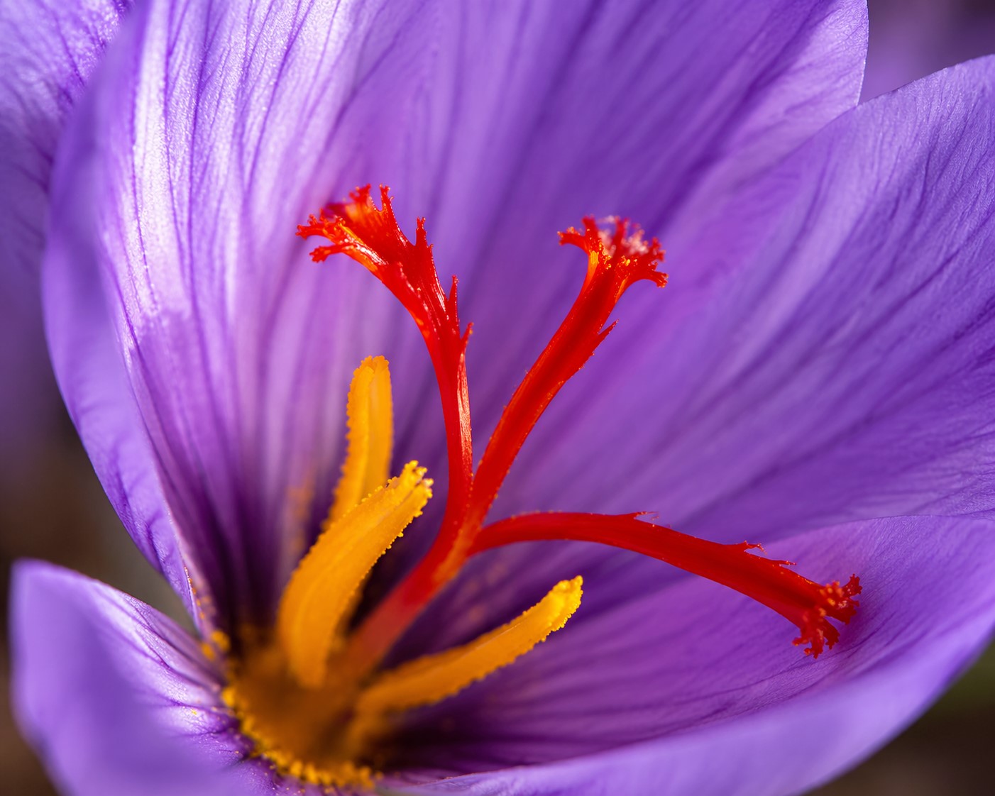 Saffron Seeds for Planting Guide: Grow Saffron at Home Successfully
