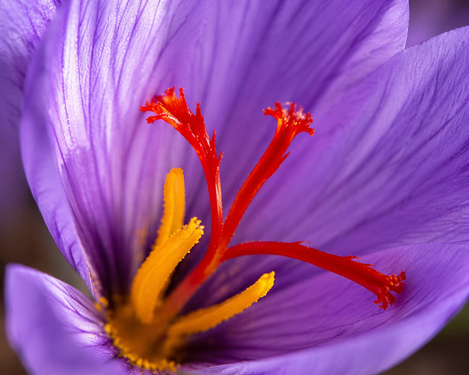 Saffron Seeds for Planting Guide: Grow Saffron at Home Successfully