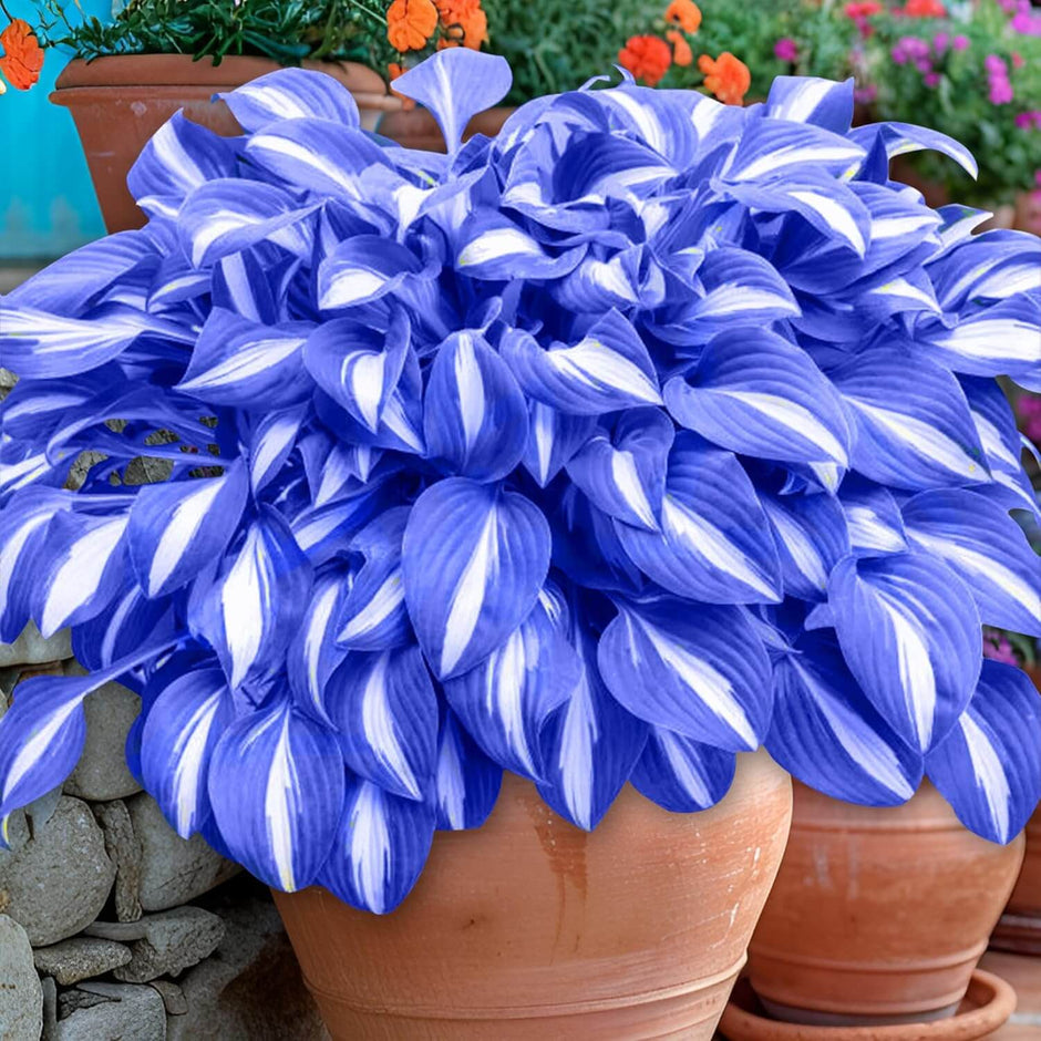 Hosta Seeds for Sale | Buy for Shade Gardens