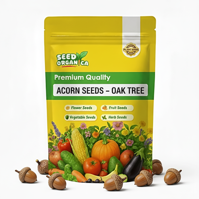 Acorn Seeds – Oak Tree