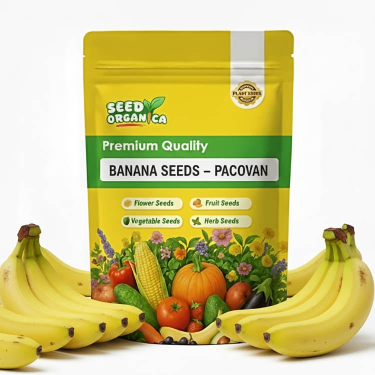 Pacovan Banana Seeds | Tropical Fruit Tree Seeds
