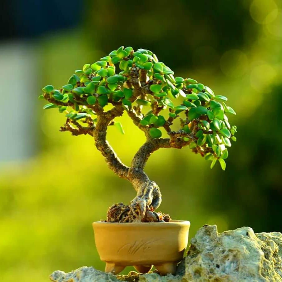 Bonsai Jade Plant Seeds | Crassula Ovata Bonsai Seeds