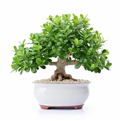 Bonsai Jade Plant Seeds | Crassula Ovata Bonsai Seeds