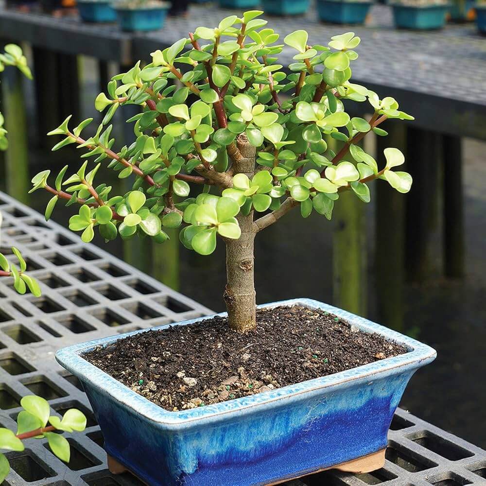 Bonsai Jade Plant Seeds | Crassula Ovata Bonsai Seeds