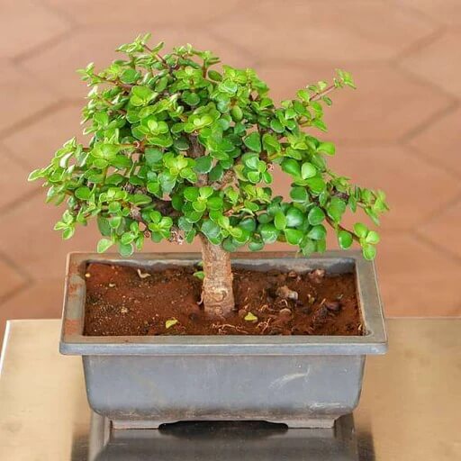 Bonsai Jade Plant Seeds | Crassula Ovata Bonsai Seeds