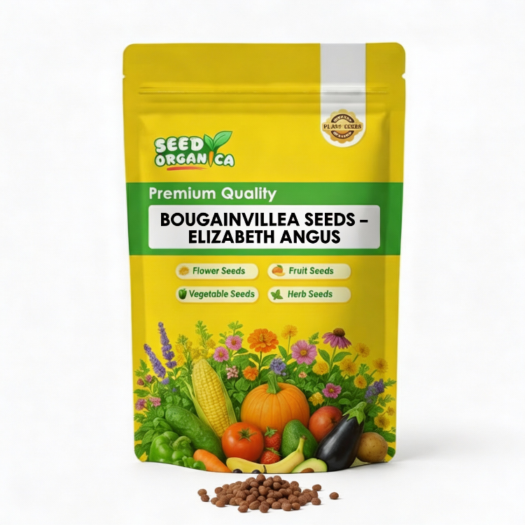 Elizabeth Angus Bougainvillea Seeds | Colorful Garden Vines