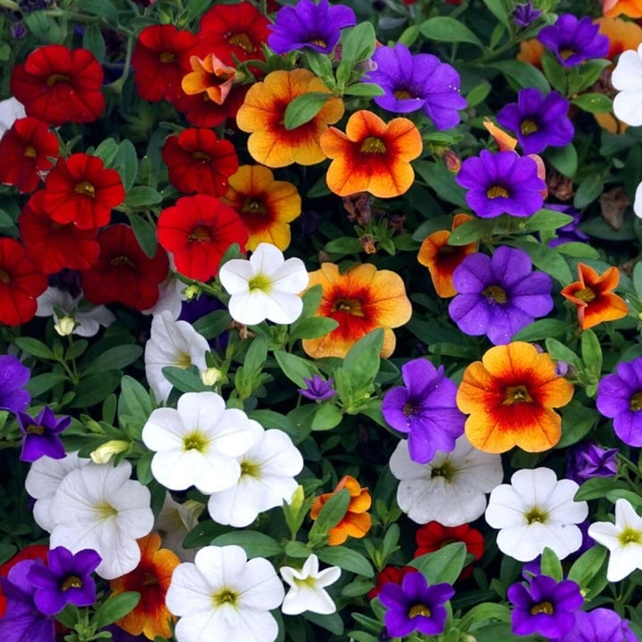 Calibrachoa Seeds All Varieties – Buy Online | Seed Organica