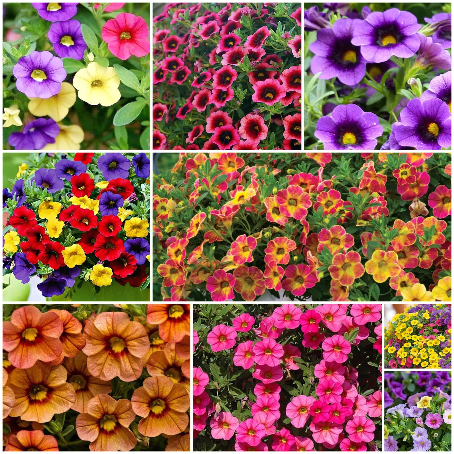 Calibrachoa Seeds All Varieties – Buy Online | Seed Organica