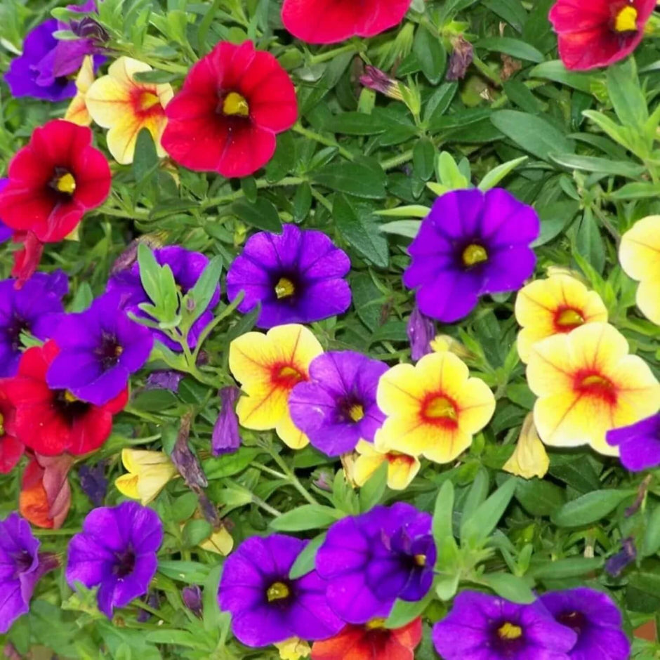 Calibrachoa Seeds All Varieties – Buy Online | Seed Organica