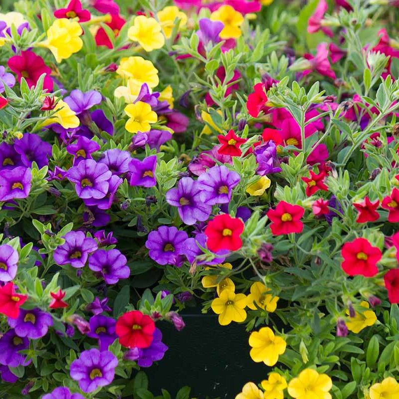 Calibrachoa Seeds All Varieties – Buy Online | Seed Organica