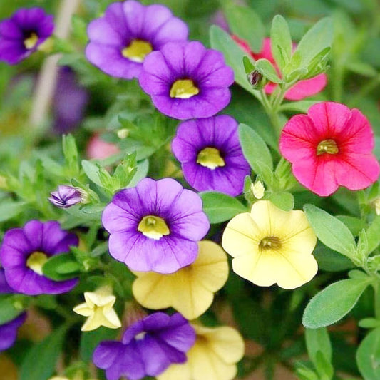 Calibrachoa Seeds All Varieties – Buy Online | Seed Organica