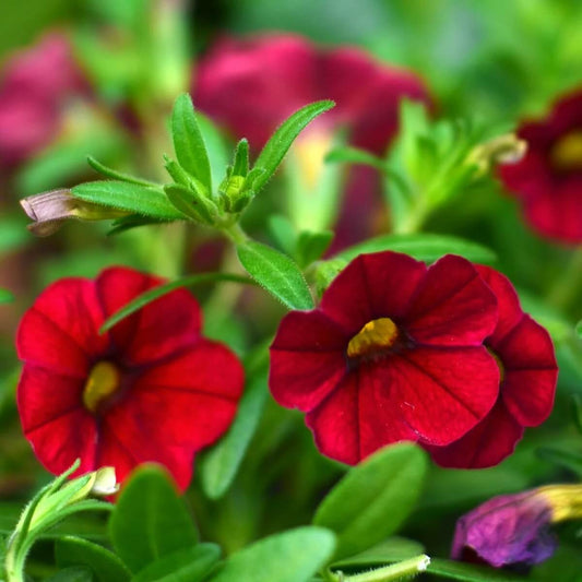Calibrachoa Seeds All Varieties – Buy Online | Seed Organica