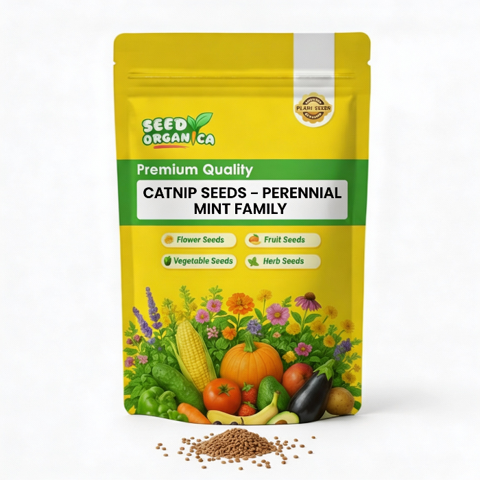 Perennial Mint Family Catnip Seeds | Herb Garden Planting Seeds