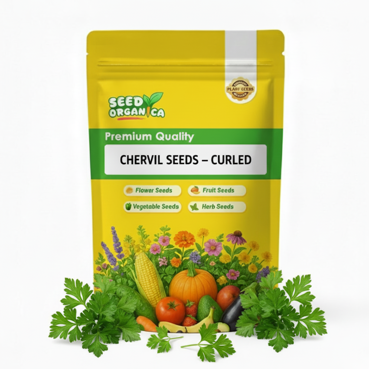 Curled Chervil Seeds | Delicate Culinary Herb