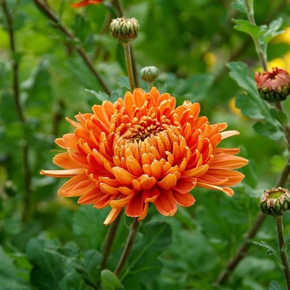Chrysanthemum Seeds for Planting | Buy Chrysanthemum Seeds
