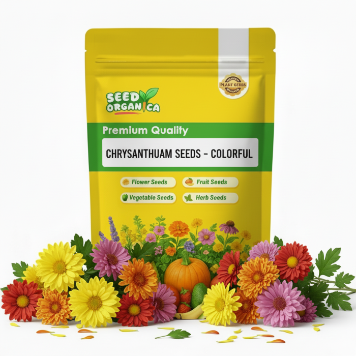 Chrysanthemum Seeds For Sale