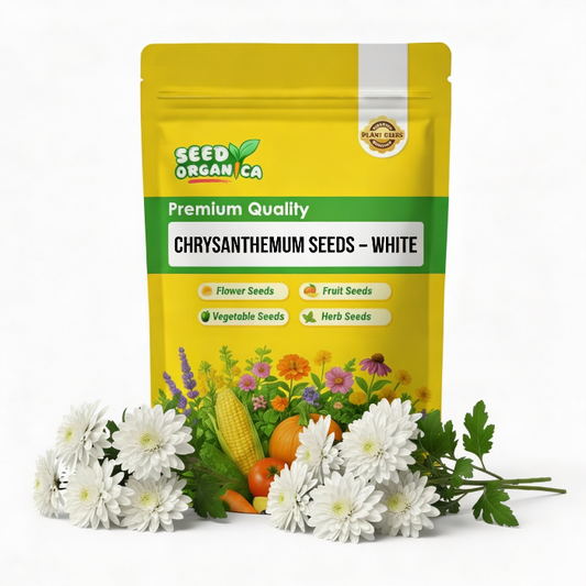 Chrysanthemum Seeds For Sale