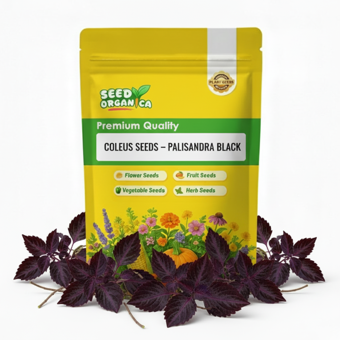 Palisandra Black Coleus Seeds | Dark Foliage