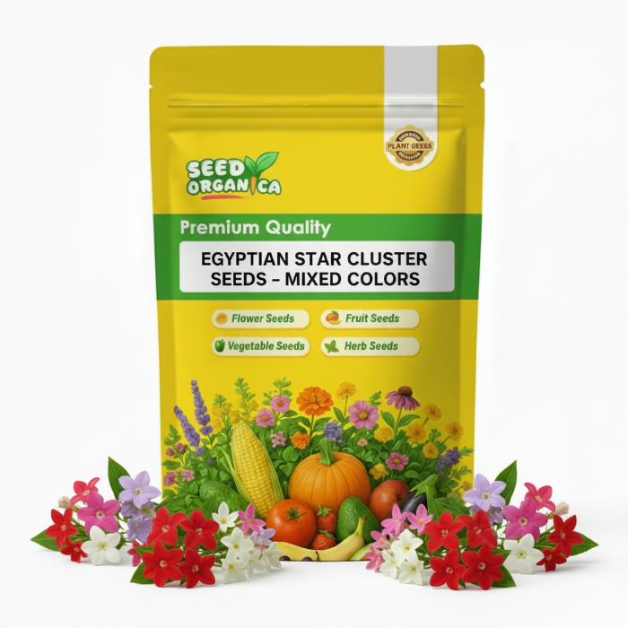 Mixed Colors Egyptian Star Cluster Seeds | Ornamental Flower Seeds