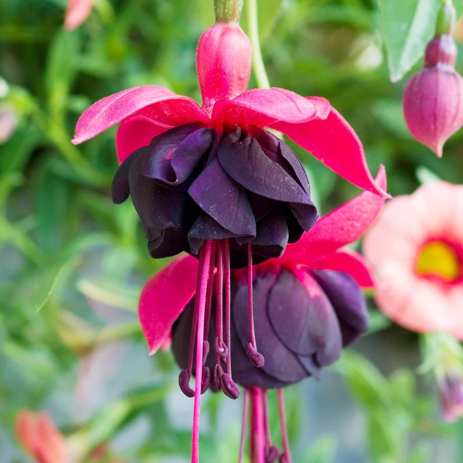 Fuchsia Seeds All Varieties – Buy Online | Seed Organica