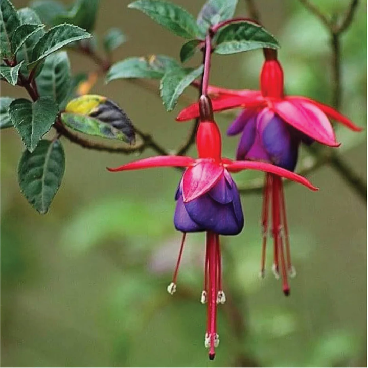 Fuchsia Seeds All Varieties – Buy Online | Seed Organica