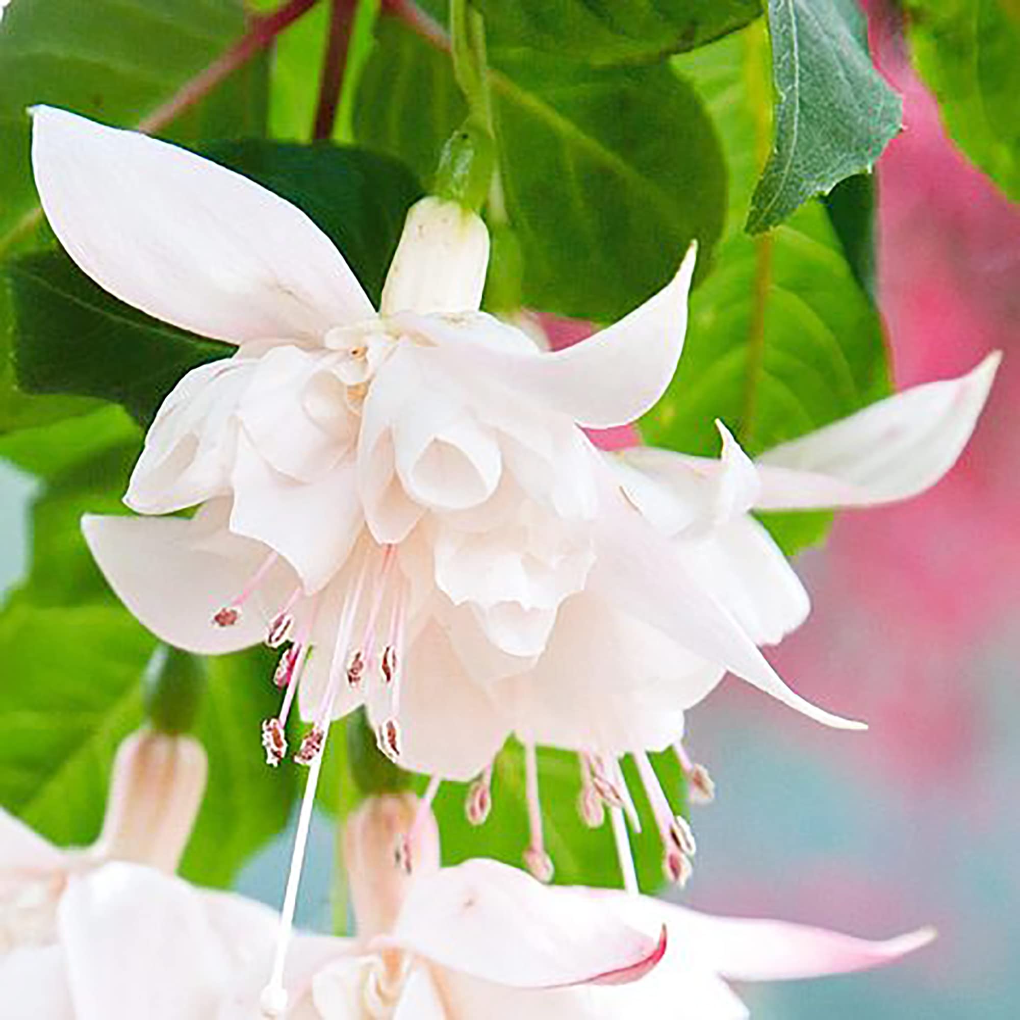Fuchsia Seeds All Varieties – Buy Online | Seed Organica