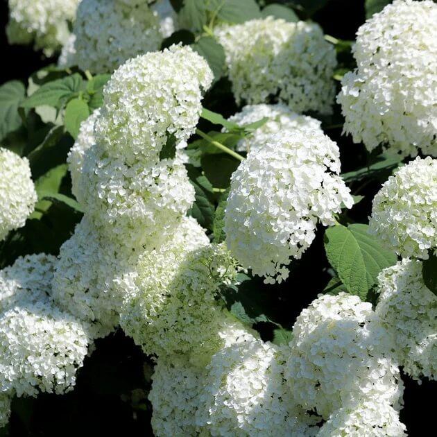 Hydrangea Seeds for Planting | Buy Hydrangea Seeds