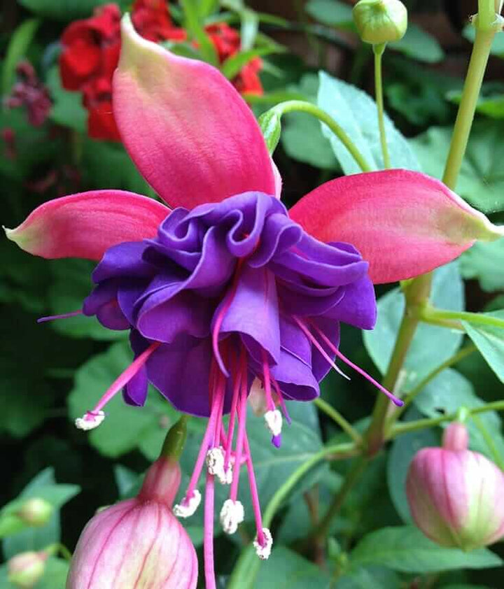 Fuchsia Seeds All Varieties – Buy Online | Seed Organica