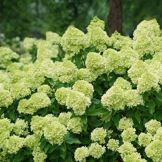 Hydrangea Seeds for Planting | Buy Hydrangea Seeds