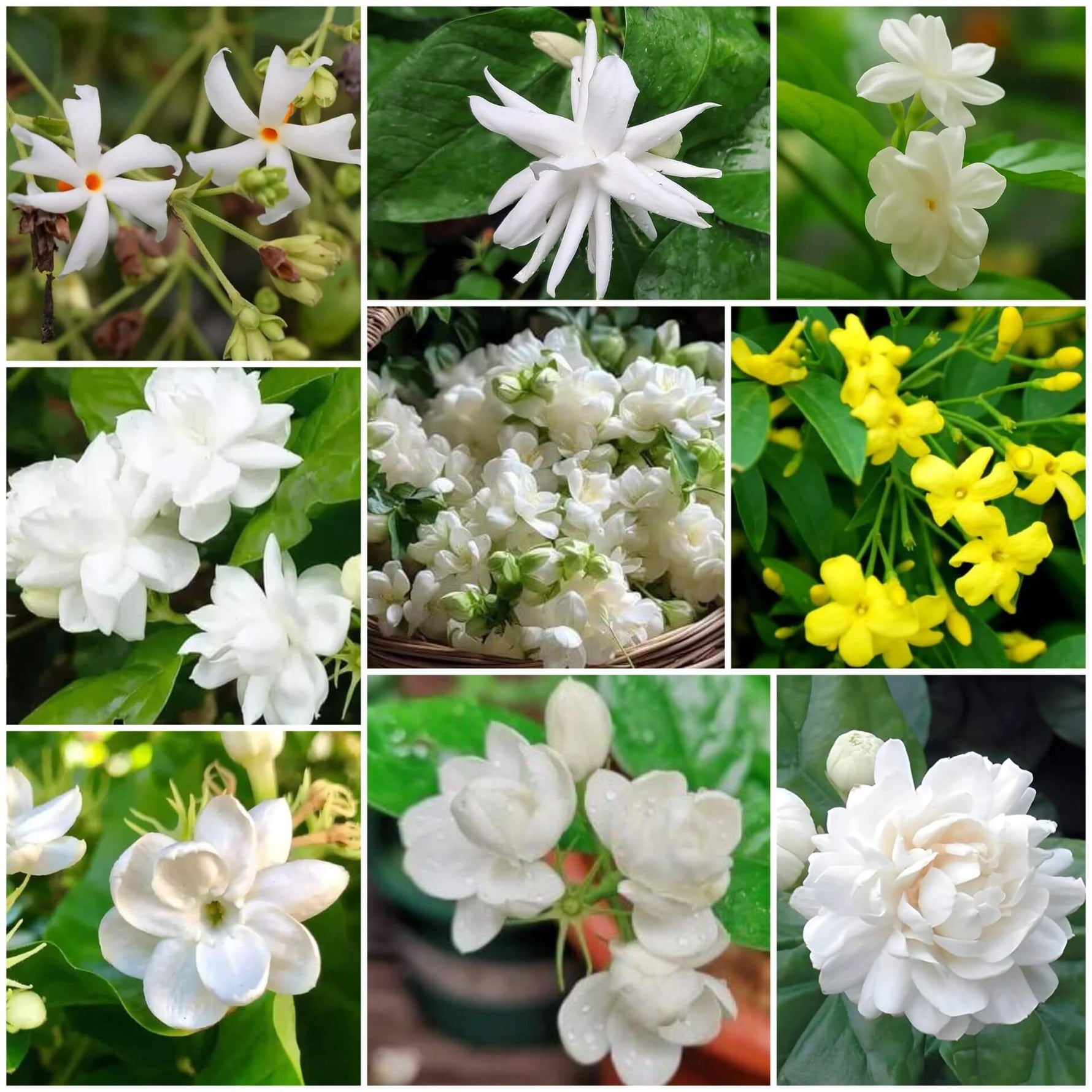 Jasmine Seeds – Buy Fresh Varieties for Home Planting