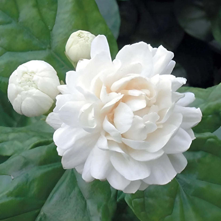 Jasmine Seeds – Buy Fresh Varieties for Home Planting