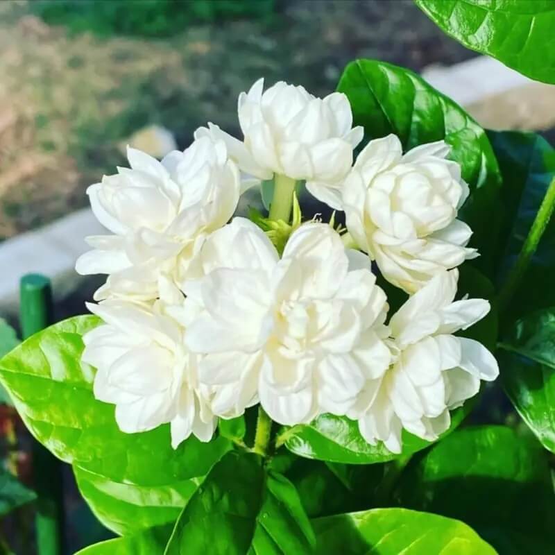 Jasmine Seeds – Buy Fresh Varieties for Home Planting