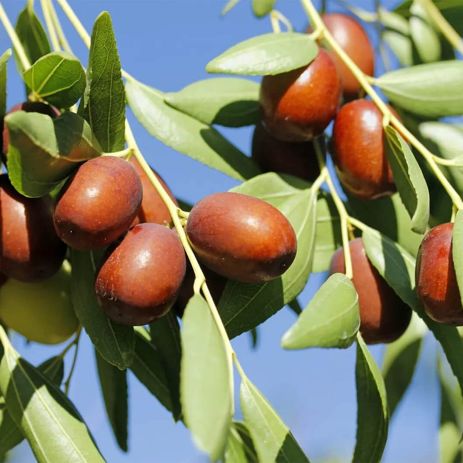 Jujube Seeds – Grow Sweet Chinese Date Trees at Home