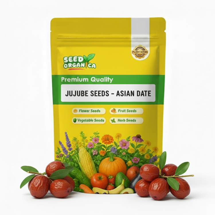 Jujube Seeds – Grow Sweet Chinese Date Trees at Home
