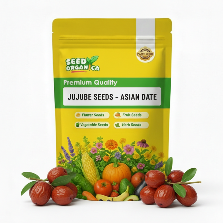Jujube Seeds – Grow Sweet Chinese Date Trees at Home