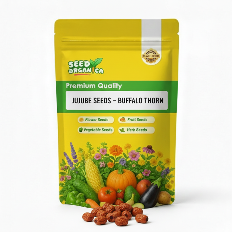 Jujube Seeds – Grow Sweet Chinese Date Trees at Home