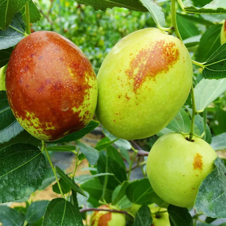 Jujube Seeds – Grow Sweet Chinese Date Trees at Home