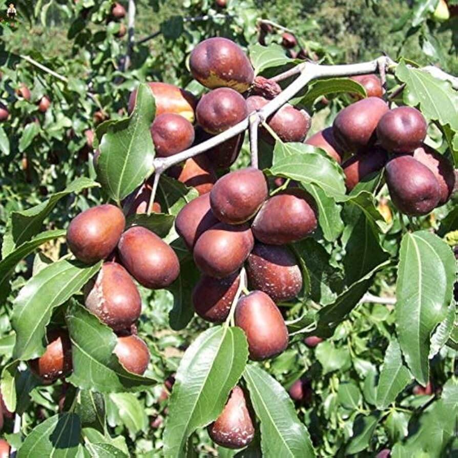Jujube Seeds – Grow Sweet Chinese Date Trees at Home