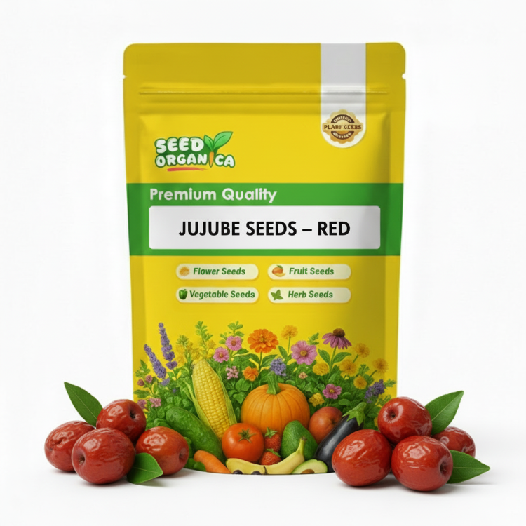 Jujube Seeds – Grow Sweet Chinese Date Trees at Home