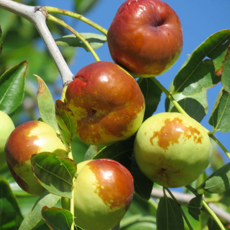 Jujube Seeds – Grow Sweet Chinese Date Trees at Home