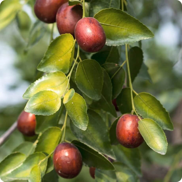 Jujube Seeds – Grow Sweet Chinese Date Trees at Home