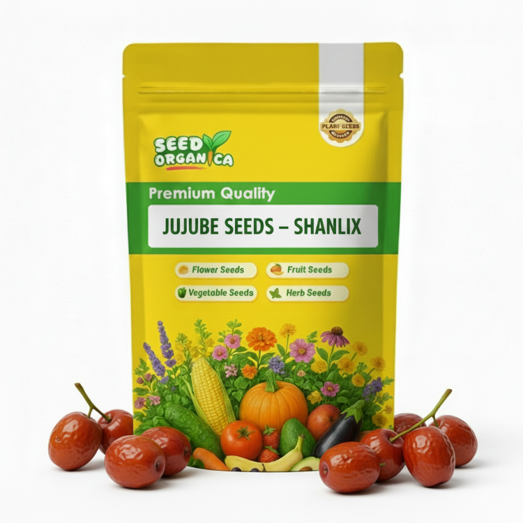 Jujube Seeds – Grow Sweet Chinese Date Trees at Home