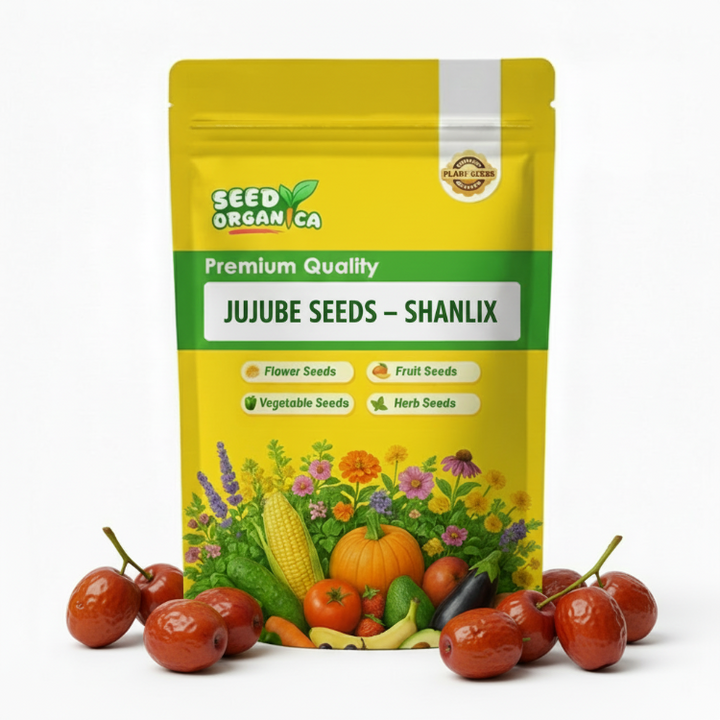 Jujube Seeds – Grow Sweet Chinese Date Trees at Home
