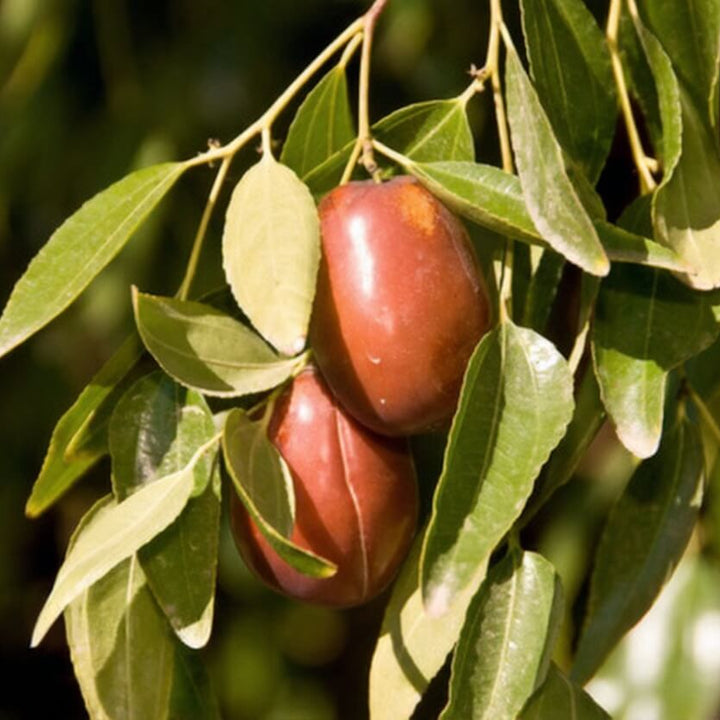 Jujube Seeds – Grow Sweet Chinese Date Trees at Home
