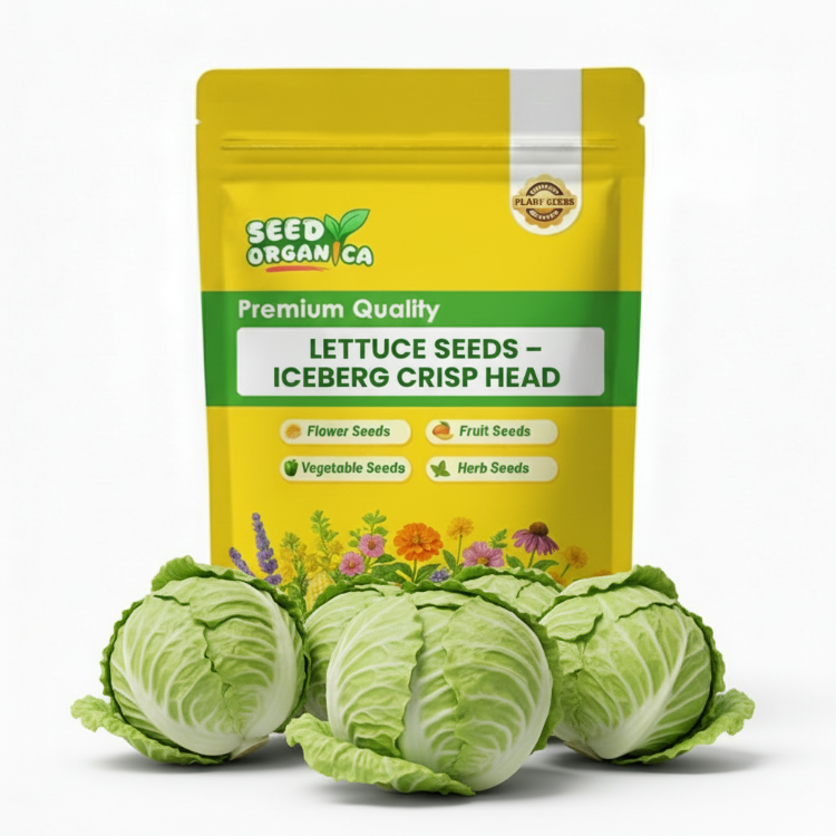 Iceberg Crisp Head Lettuce Seeds | Garden Salad Lettuce