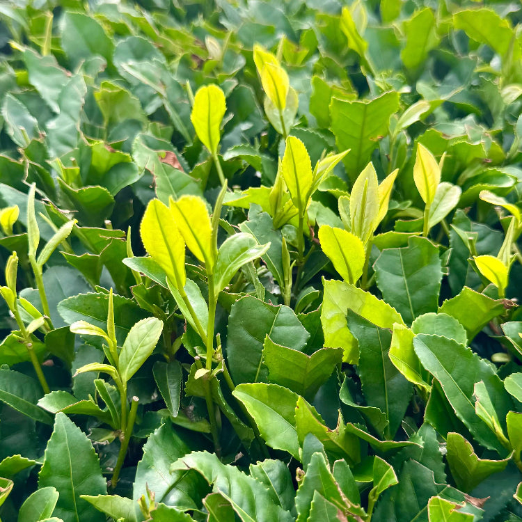 Matcha Tea Plant Seeds | Camellia Sinensis Seeds