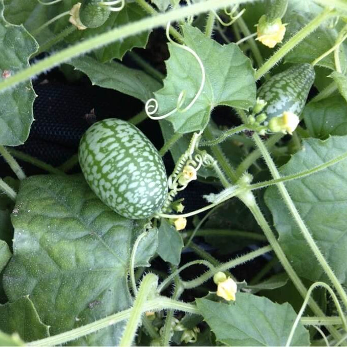 Melothria Scabra Seeds | Cucamelon Vine Seeds