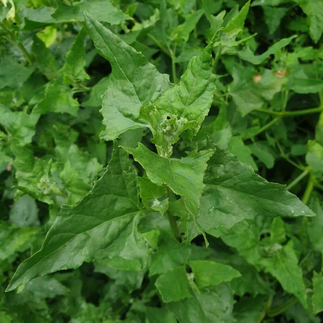 Good King Henry Seeds for Planting | Buy Online