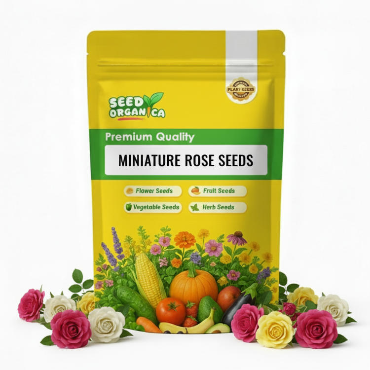 Miniature Rose Seeds | Compact Garden Flower Plants