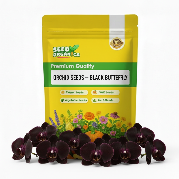 Orchid Seeds for Planting | Buy Orchid Seeds Online